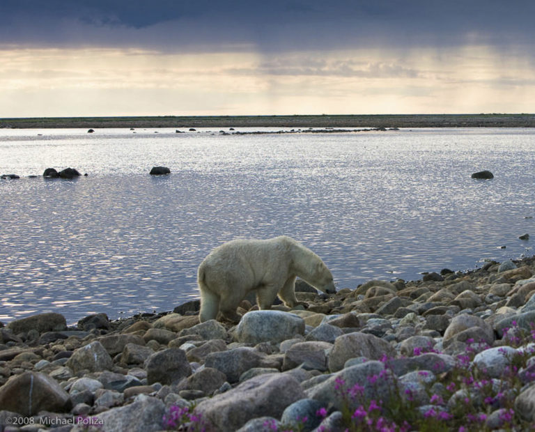 Churchill Polar Bears in the Summer 2025-2026 - Churchill Wild Polar ...