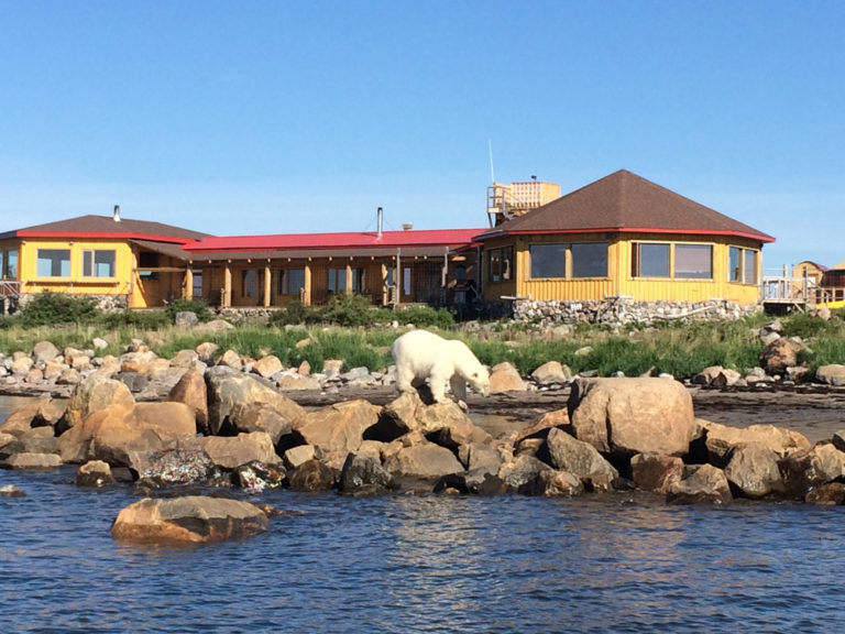 Best start ever for summer polar bear watching at Churchill Wild