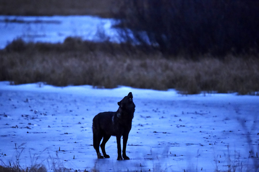 Snowy Emotions: A Christmas Wildlife Photo Album 2023 - Churchill Wild ...