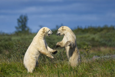 How fast can polar bears run Archives - Churchill Wild Polar Bear Tours