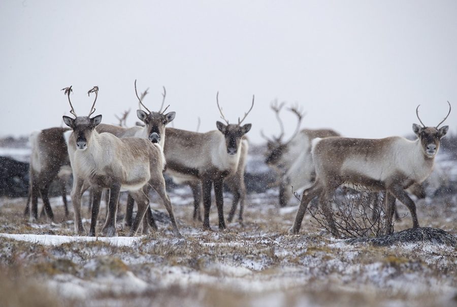 caribou Archives - Churchill Wild Polar Bear Tours
