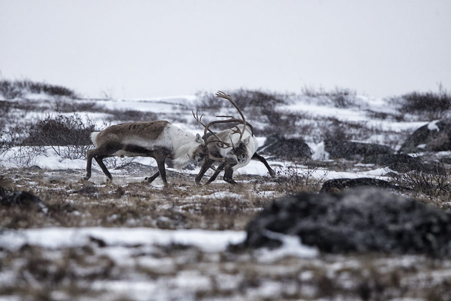 Tuktu! Tuktu! Caribou arrive at Seal River Heritage Lodge!