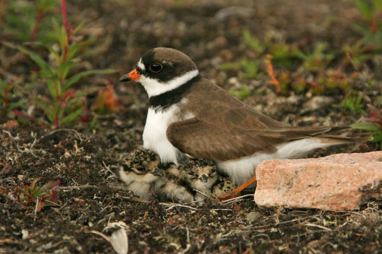 Birds of the North - Churchill Wild Polar Bear Tours