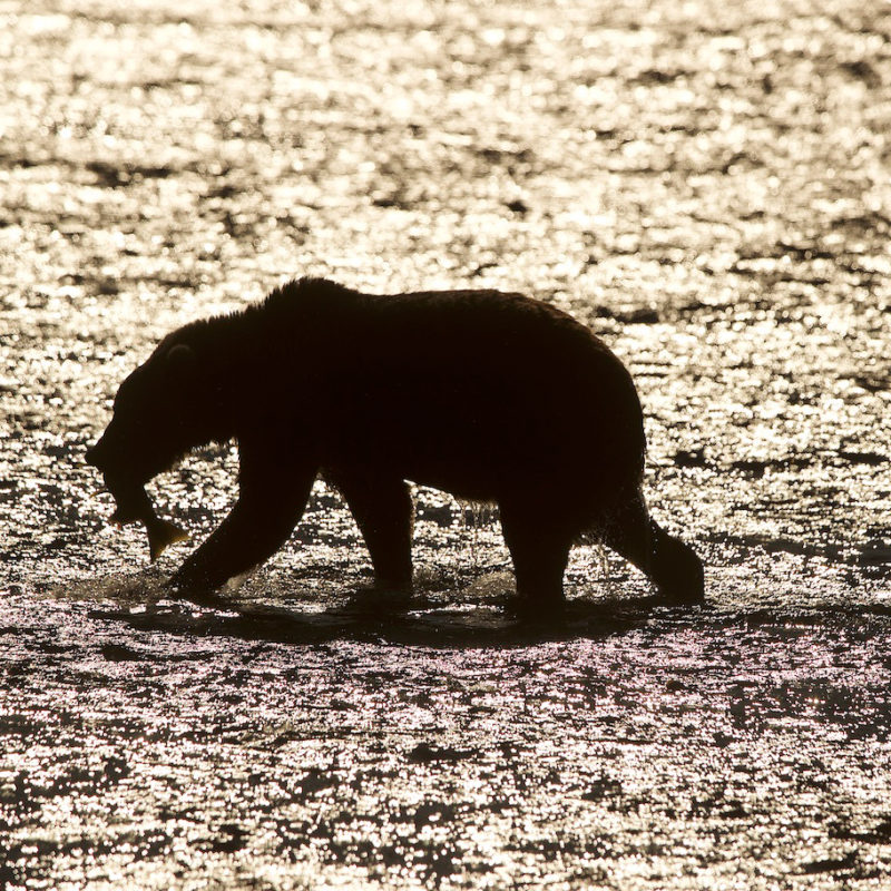Andy Skillen returns to lead fall Polar Bear Photo Safaris at Churchill ...