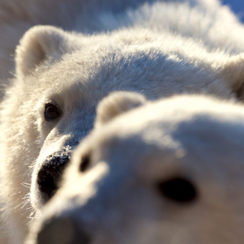 Andy Skillen returns to lead fall Polar Bear Photo Safaris at Churchill ...