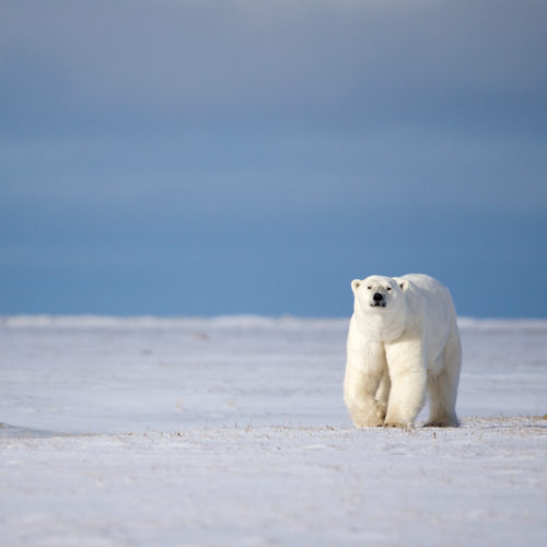 Andy Skillen returns to lead fall Polar Bear Photo Safaris at Churchill ...