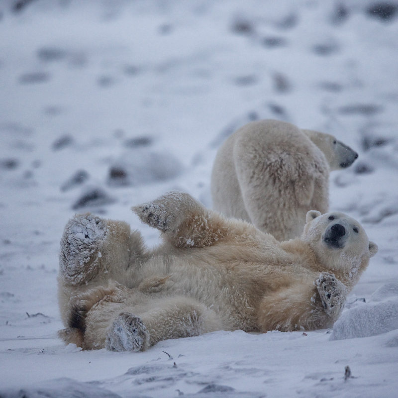 Andy Skillen returns to lead fall Polar Bear Photo Safaris at Churchill ...