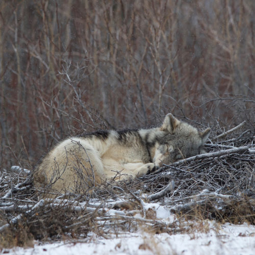 Andy Skillen returns to lead fall Polar Bear Photo Safaris at Churchill ...