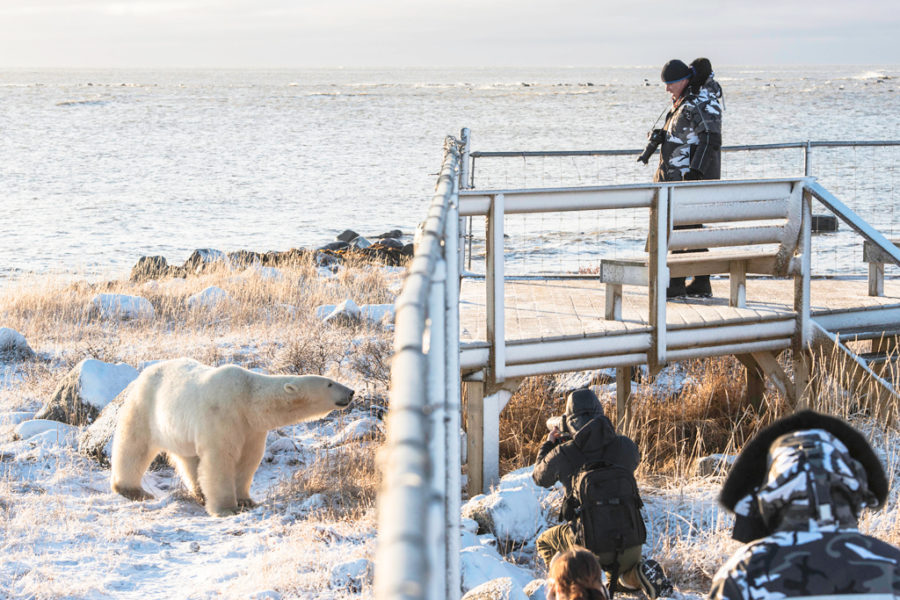 Arctic Safari | Polar Bear Tours | Churchill Wild