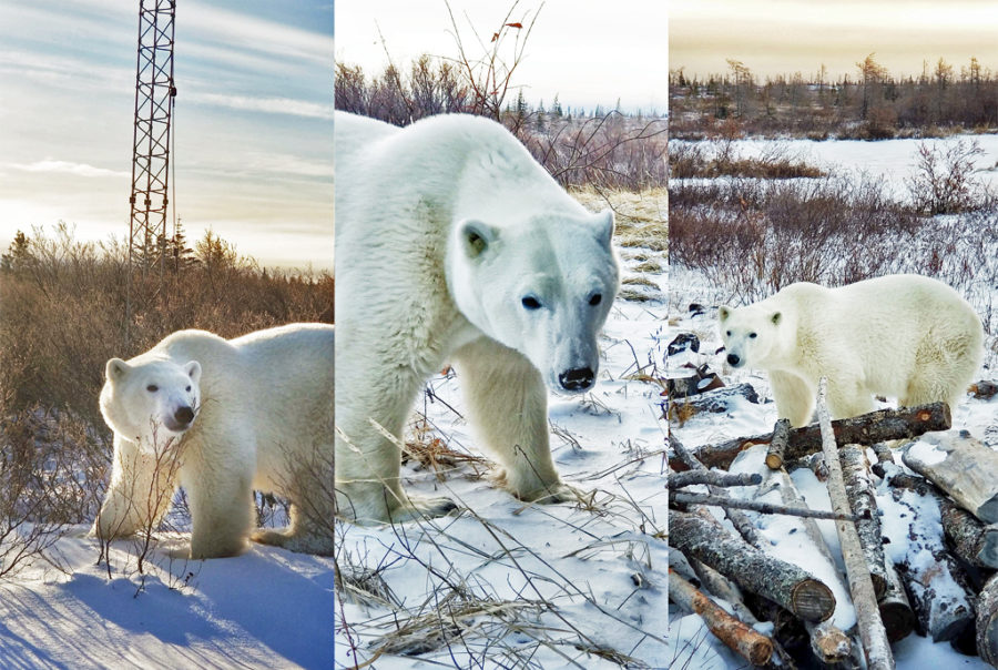 polar bear photo trip Archives - Churchill Wild Polar Bear Tours