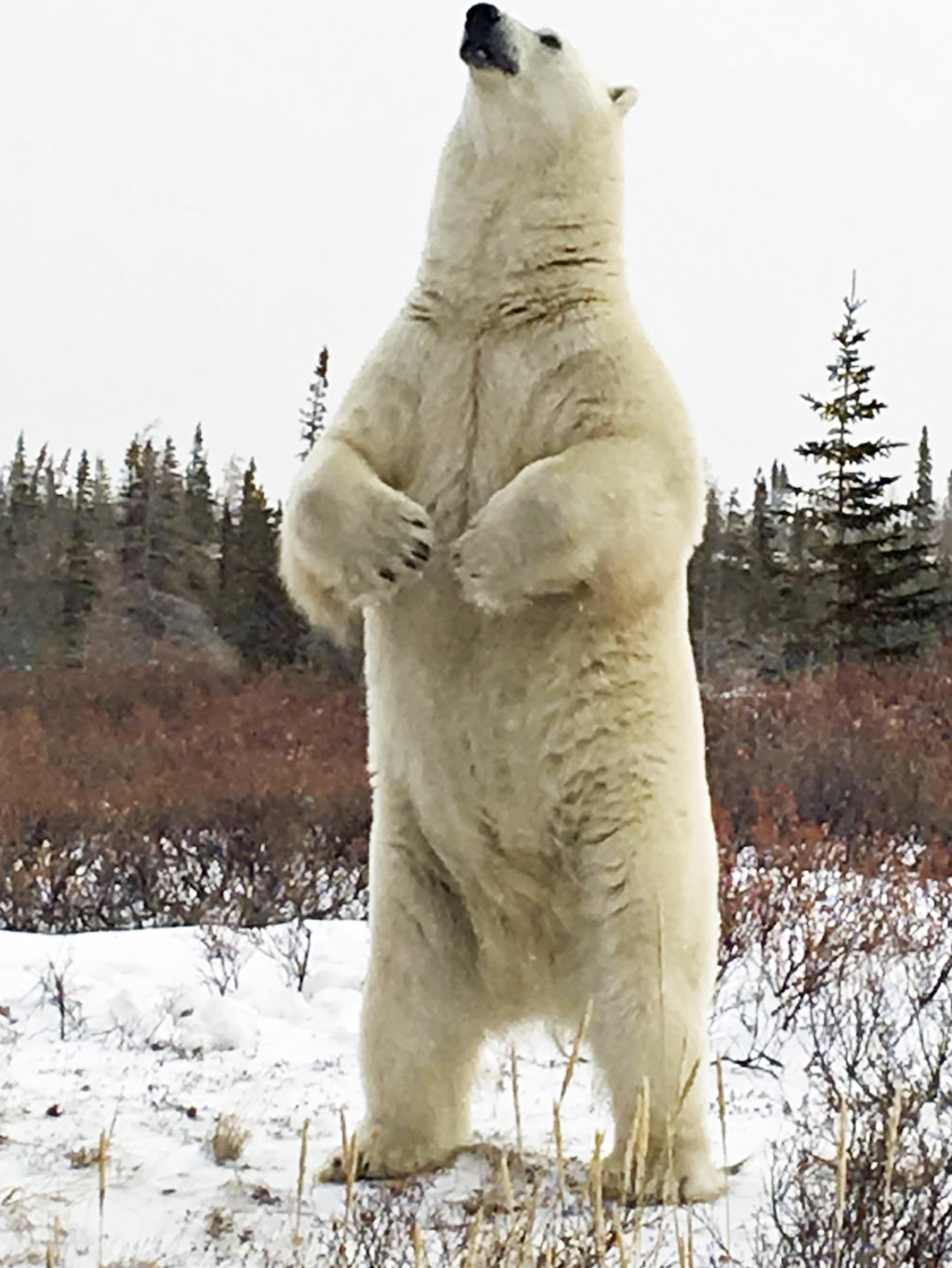Great Ice Bear Adventure at Dymond Lake Ecolodge draws rave reviews ...