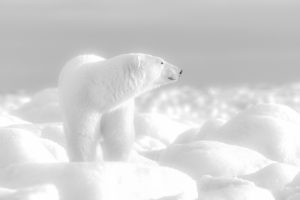 Polar Bear Photo Gallery, Churchill Wild 25th Anniversary Gallery