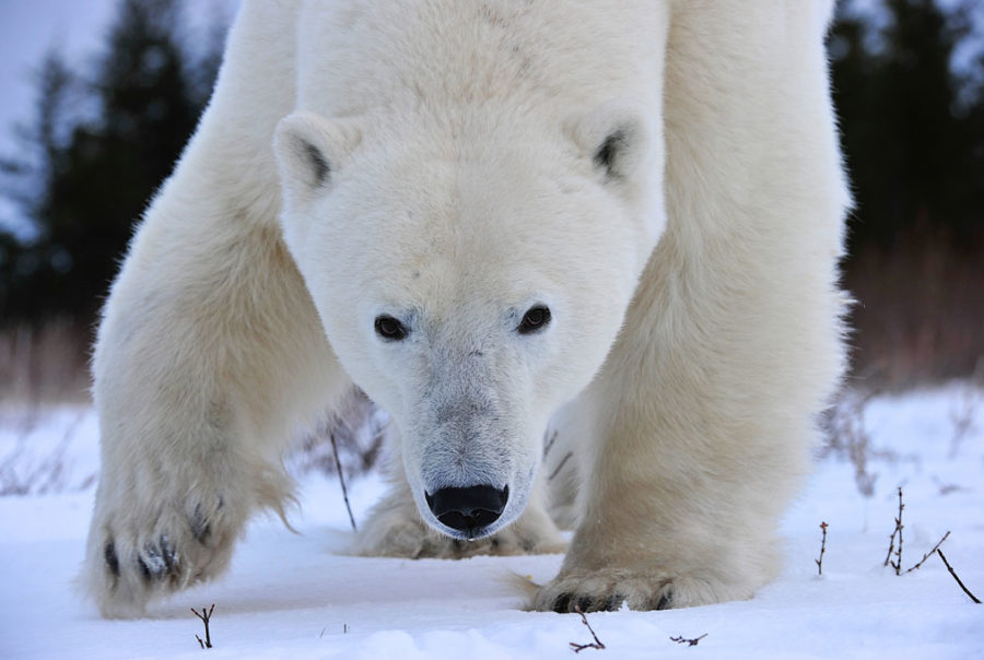 polar bear tour Archives - Page 2 of 4 - Churchill Wild Polar Bear Tours