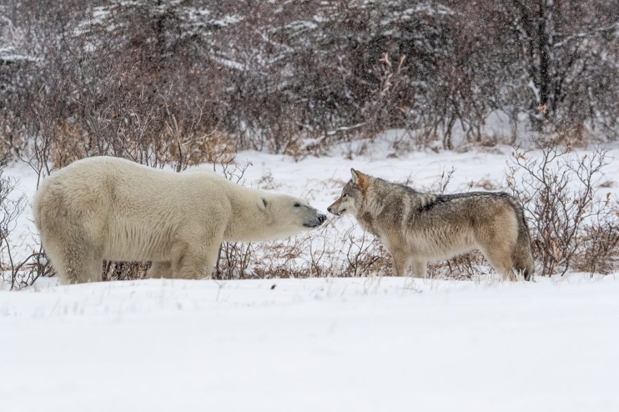 Snowy Emotions: A Christmas Wildlife Photo Album - Churchill Wild Polar ...