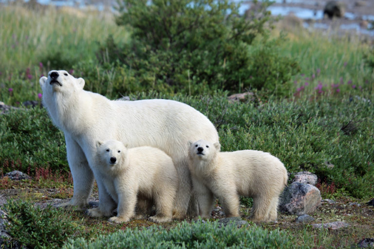 Churchill Polar Bears in the Summer 2025-2026 - Churchill Wild Polar ...
