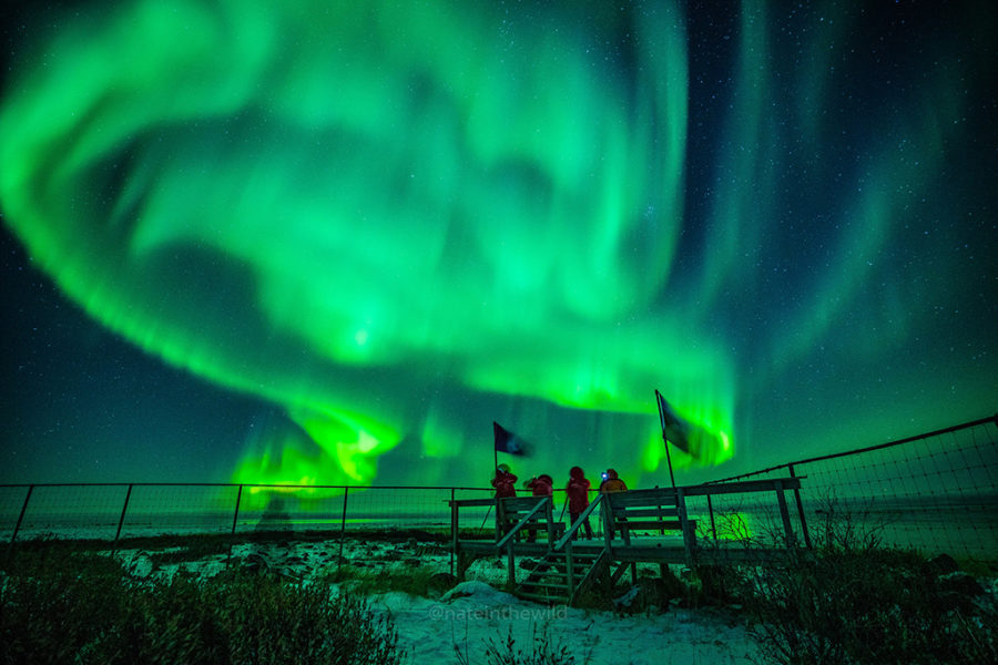 Snowy Emotions: A Christmas Wildlife Photo Album 2023 - Churchill Wild ...