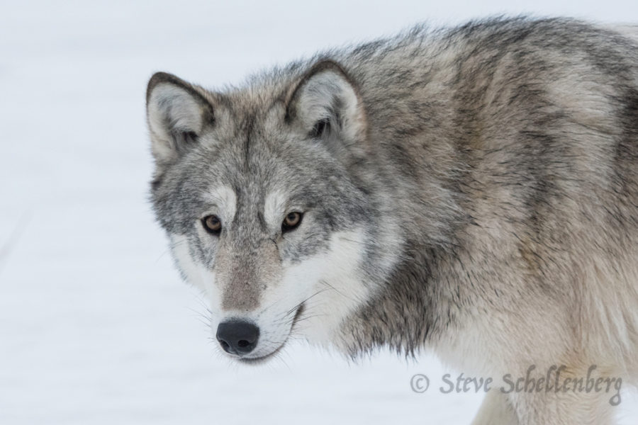 Snowy Emotions: A Christmas Wildlife Photo Album 2023 - Churchill Wild ...