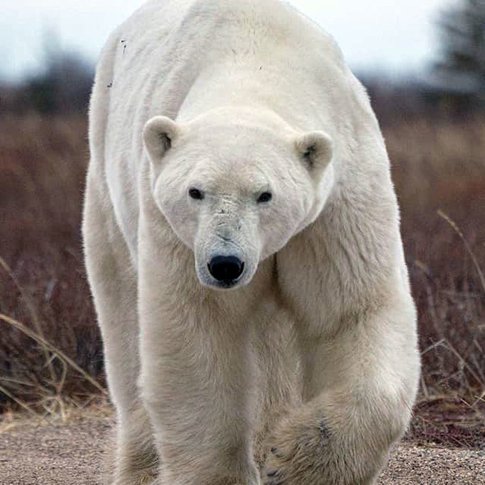 Fall Polar Bear Safari Photo Album | Churchill Wild