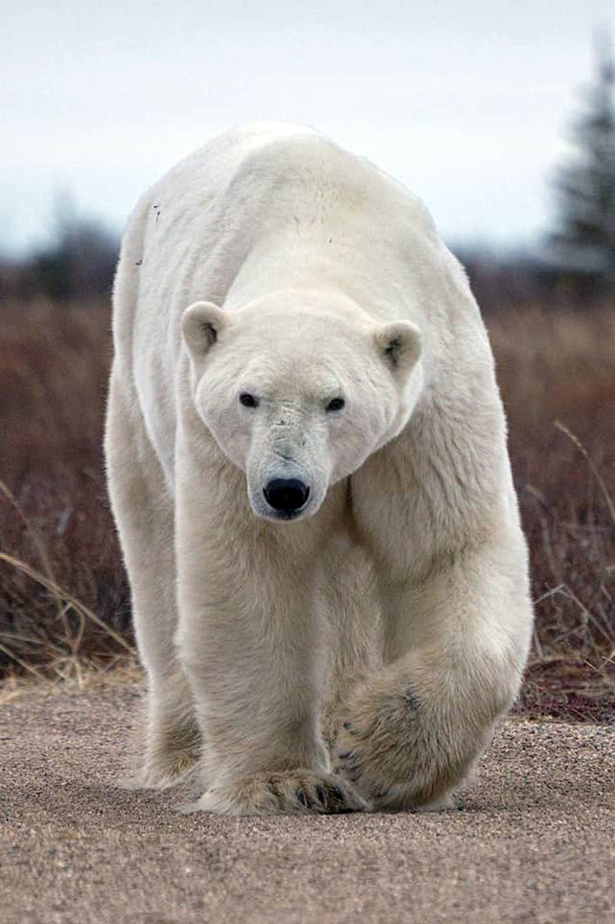 Father’s Day Polar Bears: A Photo Gallery - Churchill Wild Polar Bear Tours