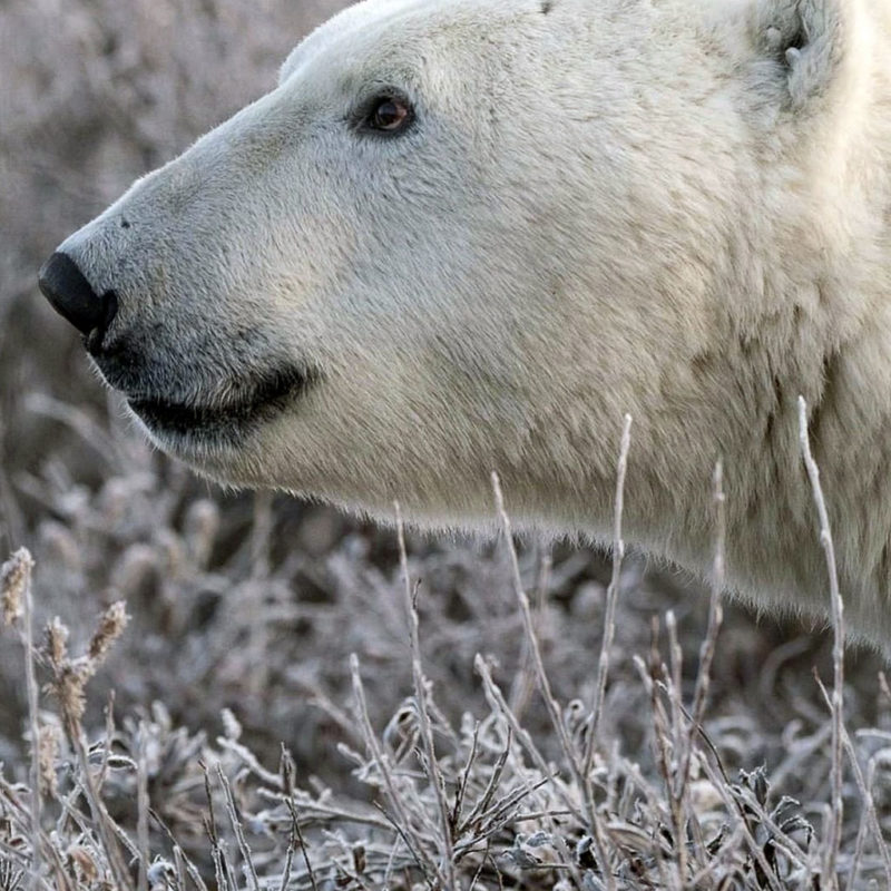 Fall Polar Bear Safari Photo Album | Churchill Wild