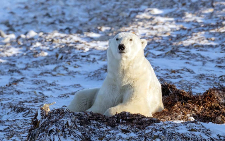 Fall Polar Bear Safari Photo Album | Churchill Wild