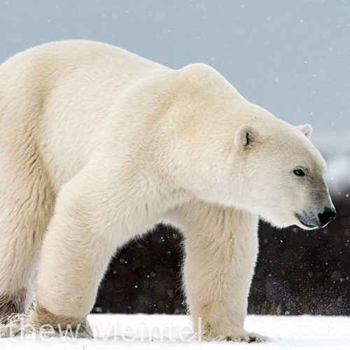 Fall Polar Bear Safari Photo Album | Churchill Wild
