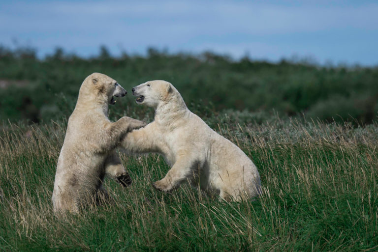 Arctic Safari | Polar Bear Tours | Churchill Wild