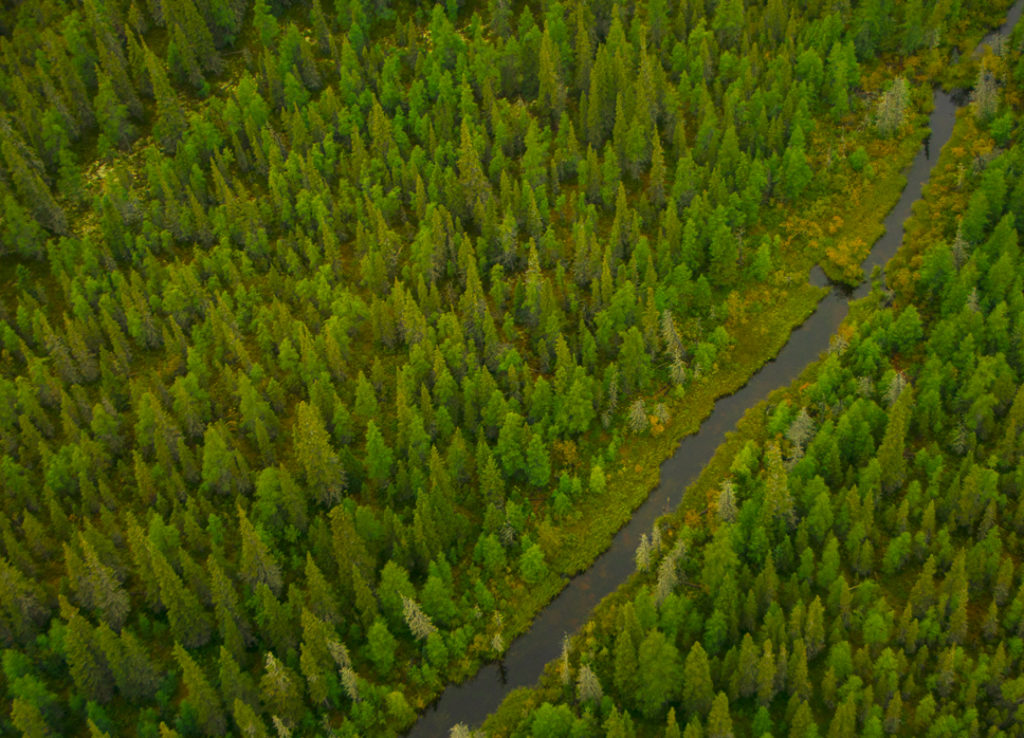 Churchill Wild and guests support CWF boreal forest conservation project