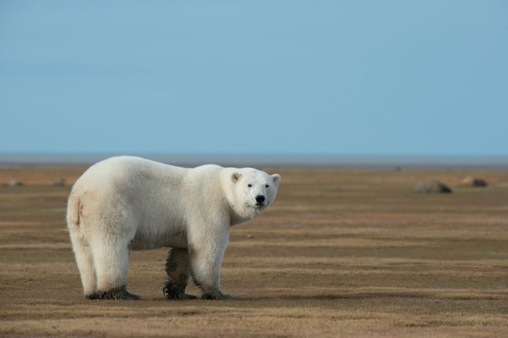 Want to see Polar Bears in Canada? We can help! - Churchill Wild Polar ...