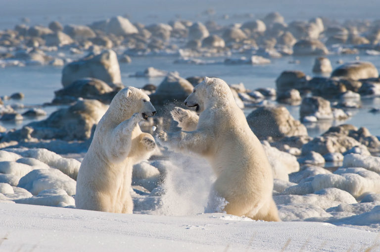 Polar Bear Tours | Wildlife Walking Safaris | Churchill Wild