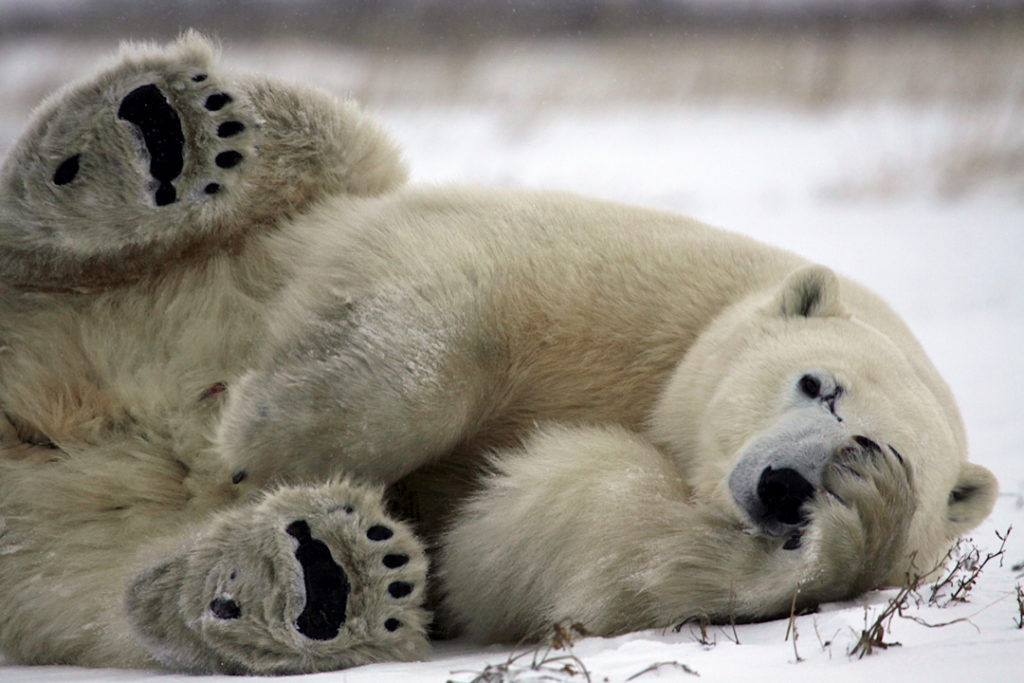 The Most Isolated Man in Canada (the world?) Part #2 | Churchill Wild