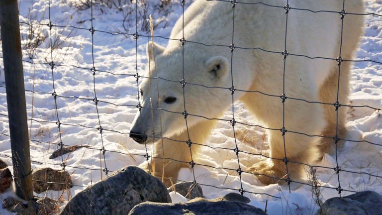 A Journey to Carry Forever: The Story of a Polar Bear Safari