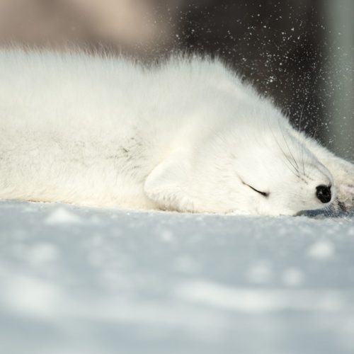 Snowy Emotions: A Christmas Wildlife Photo Album - Churchill Wild Polar ...