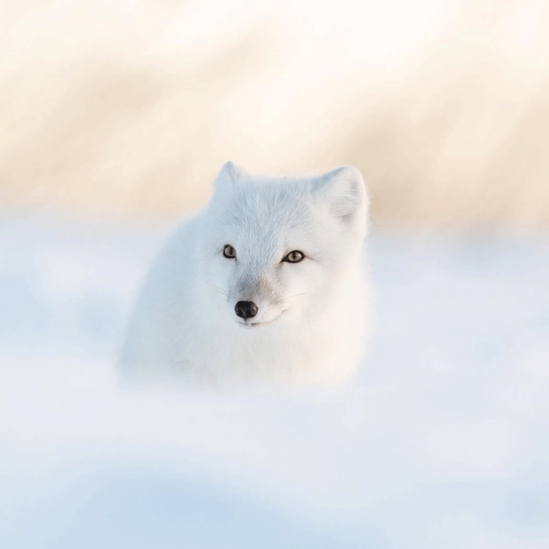 Snowy Emotions: A Christmas Wildlife Photo Album - Churchill Wild Polar ...