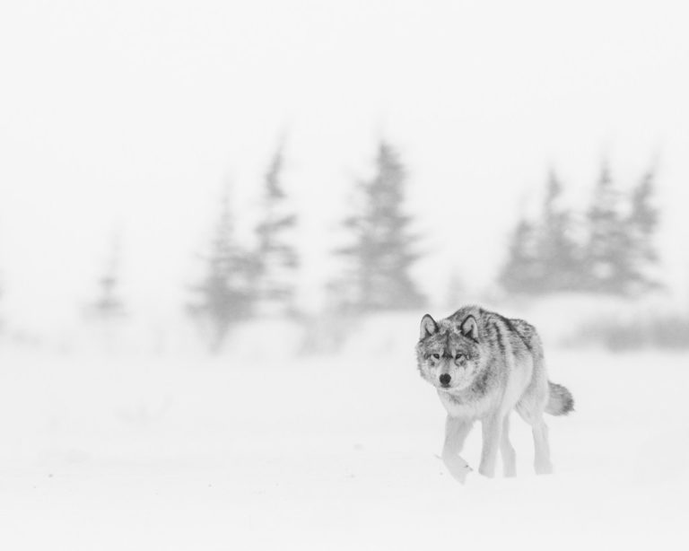 Snowy Emotions: A Christmas Wildlife Photo Album 2023 - Churchill Wild ...