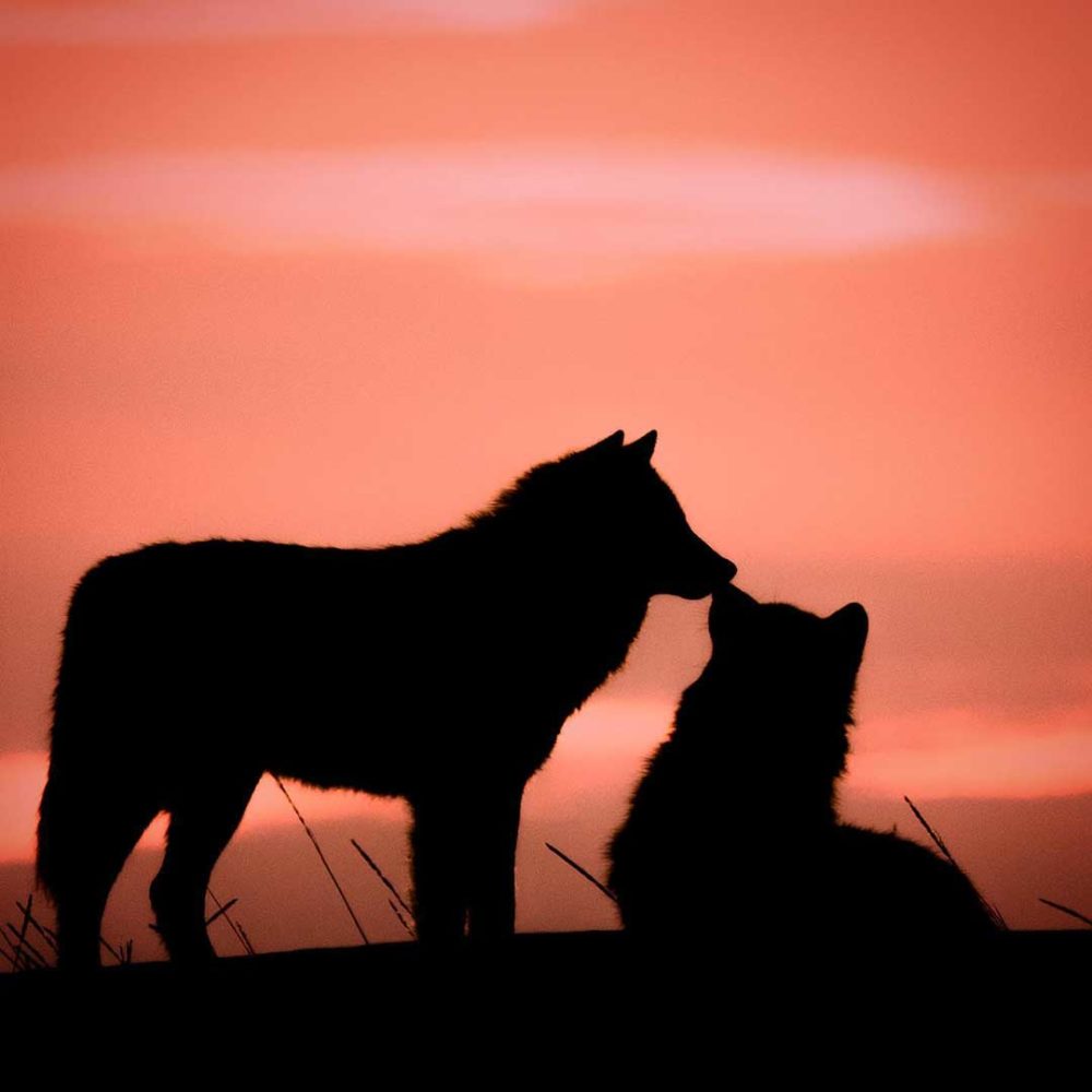 A Valentine’s kiss in the Arctic dusk | Churchill Wild
