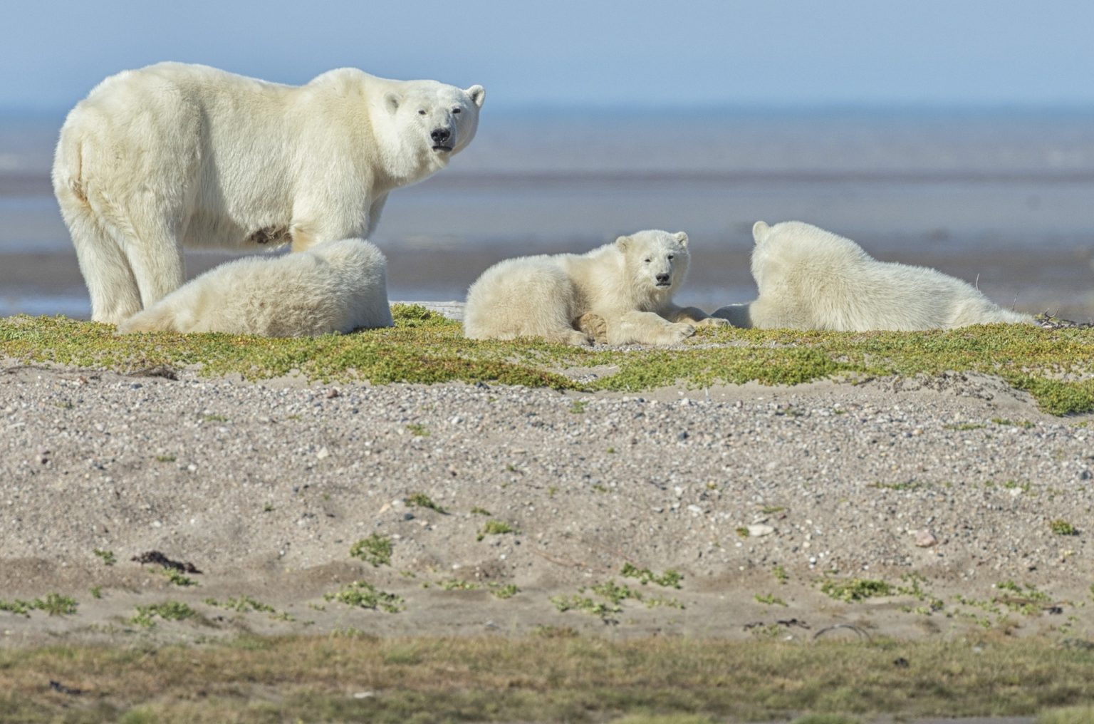 Arctic Discovery | Polar Bear Tours | Churchill Wild
