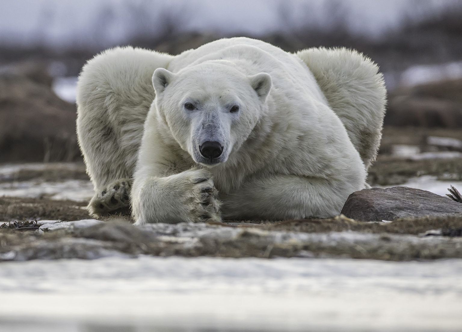 Father’s Day Polar Bears: A Photo Gallery - Churchill Wild Polar Bear Tours