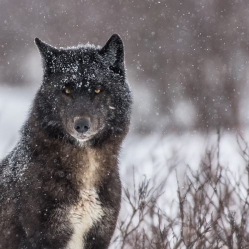 Cloud Wolves of the Kaska Coast Photo Gallery - Churchill Wild Polar ...