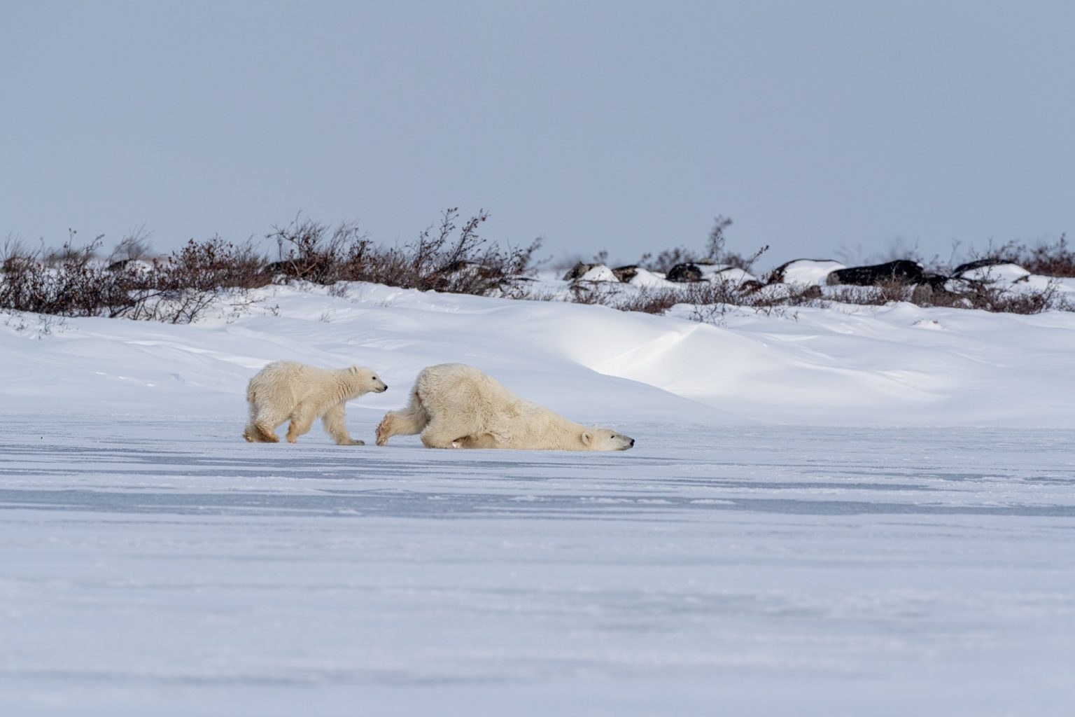 Polar Bear Photo Safari | Polar Bear Tours | Churchill Wild