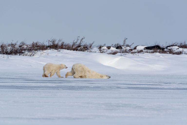 Polar Bear Photo Safari | Polar Bear Tours | Churchill Wild