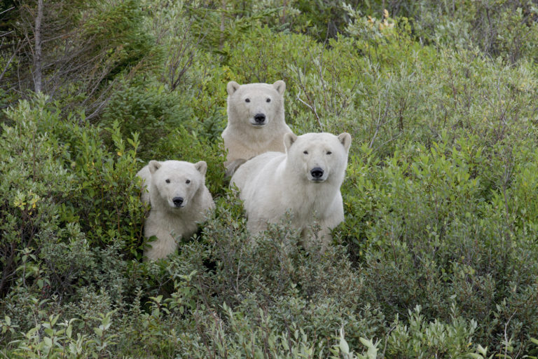 Summer Dual Lodge Safari | Polar Bear Tours | Churchill Wild