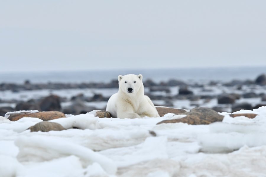 Polar Bear Photo Safari | Polar Bear Tours | Churchill Wild
