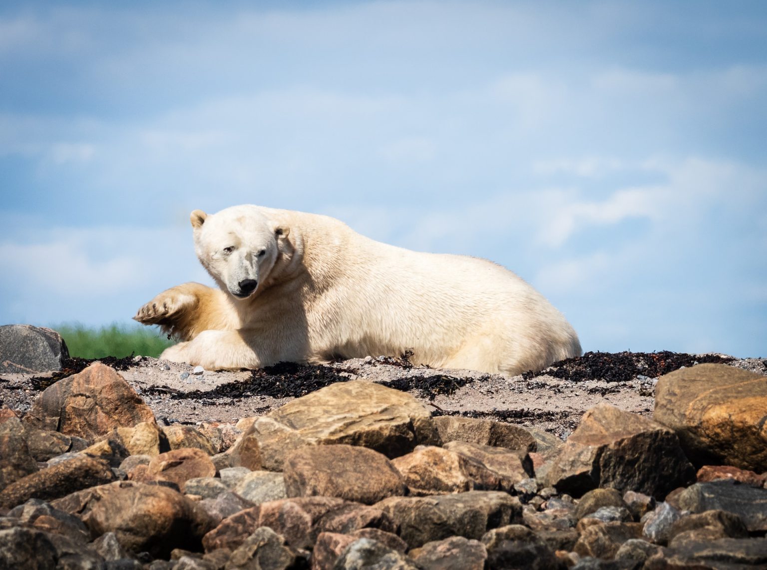 Summer Dual Lodge Safari | Polar Bear Tours | Churchill Wild