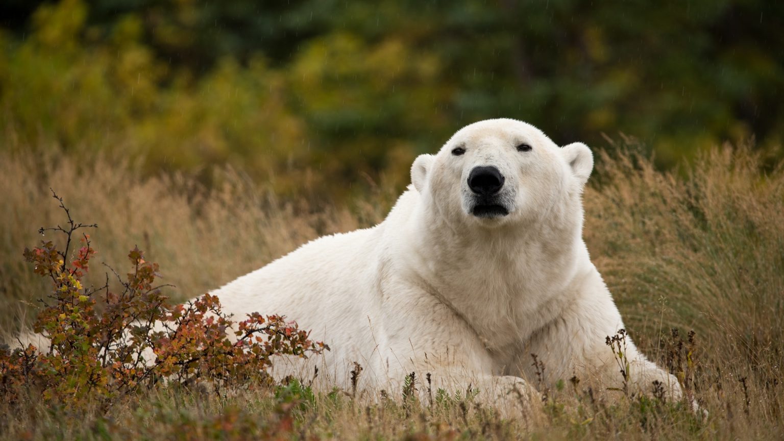 Polar Bear Safaris | Churchill Wild | 1 (866) UGO-WILD