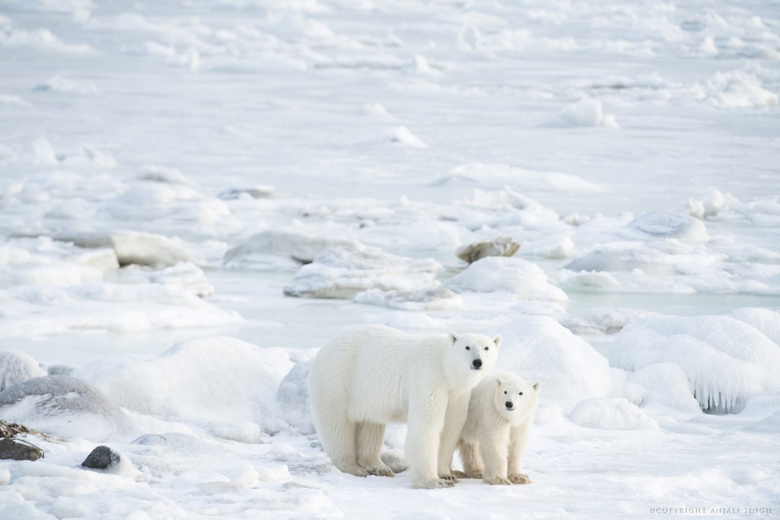 Polar Bear Photo Safari | Polar Bear Tours | Churchill Wild