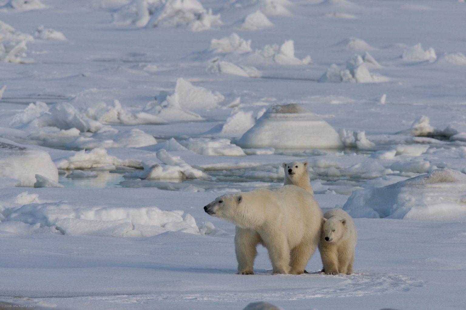 Great Ice Bear Adventure | Polar Bear Tours | Churchill Wild