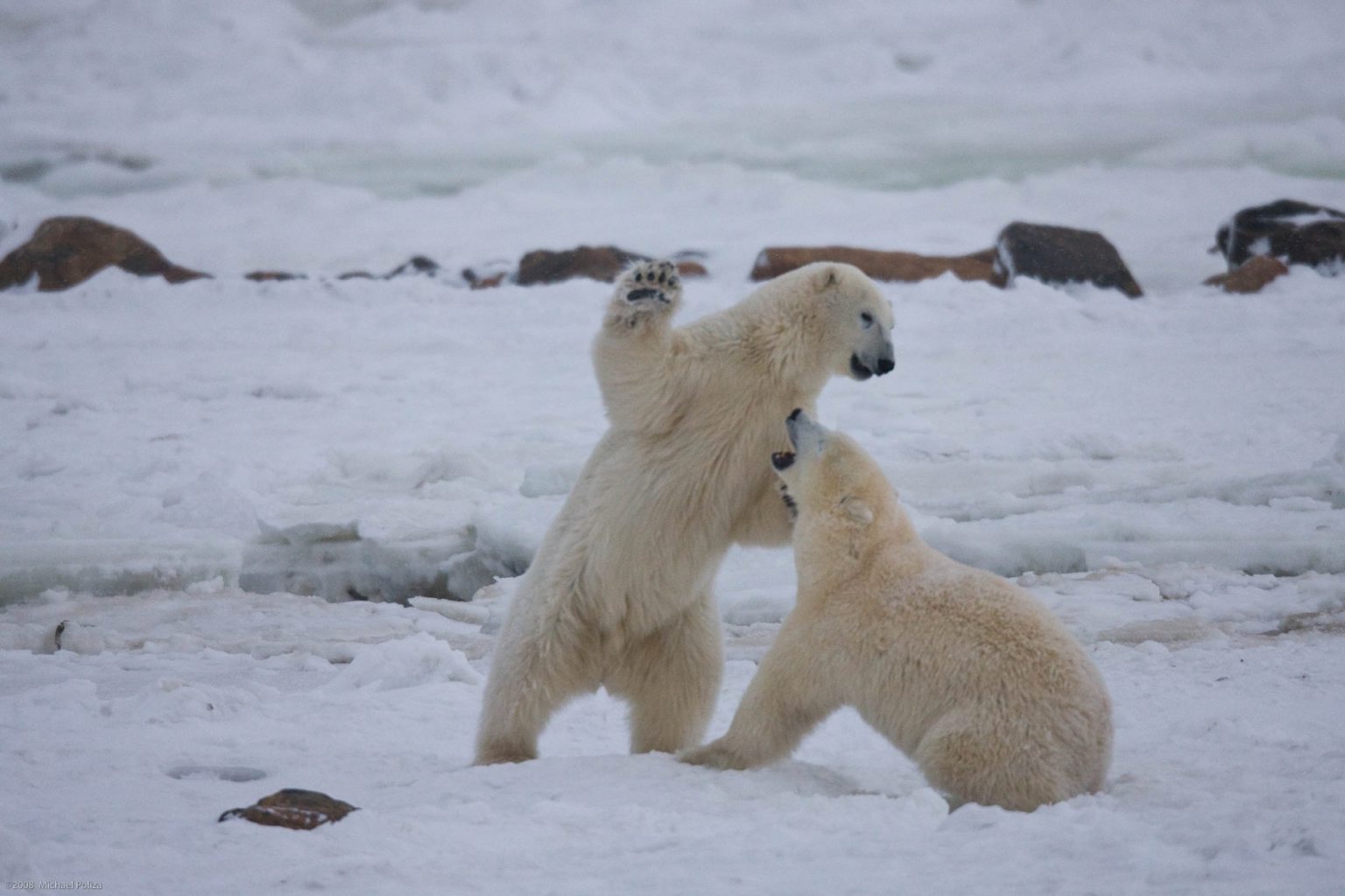 Great Ice Bear Adventure | Polar Bear Tours | Churchill Wild