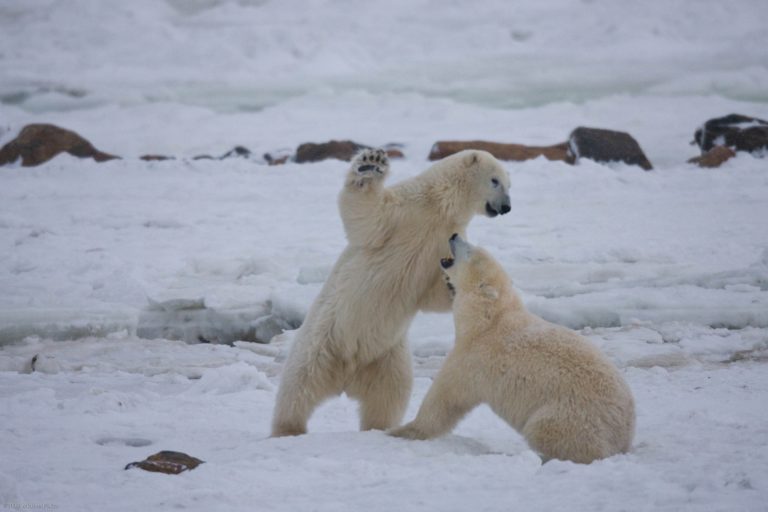 Great Ice Bear Adventure | Polar Bear Tours | Churchill Wild