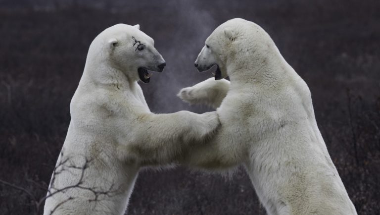 Great Ice Bear Adventure | Polar Bear Tours | Churchill Wild
